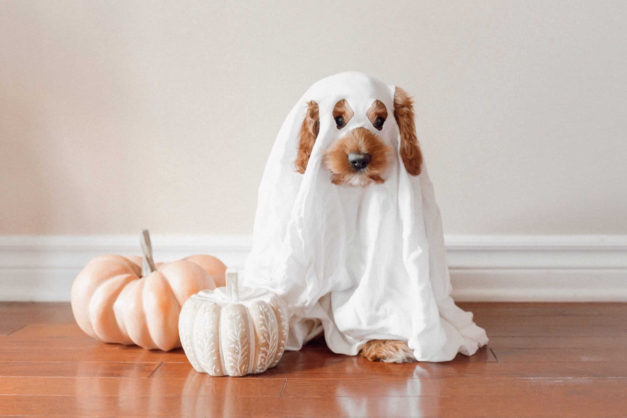 5 Things You Didn’t Know About People Dressing Up for Halloween ...