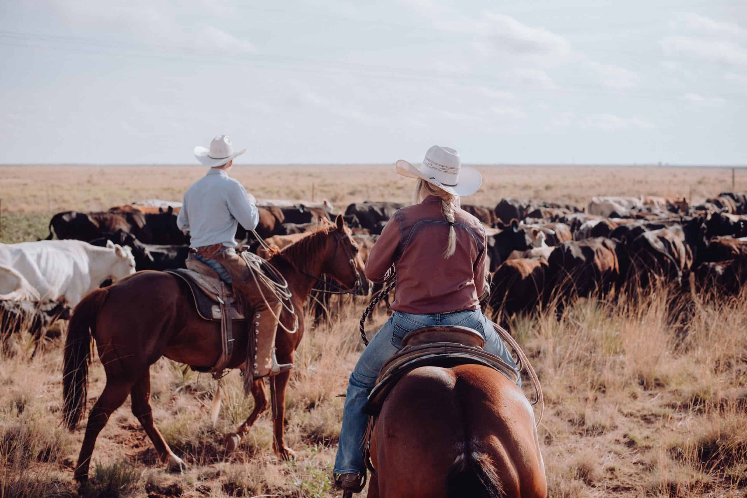 5 Things You Didn’t Know About ‘Yellowstone’ Fans - CivicScience